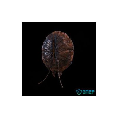 Ant's Skull Plate - Elden Ring Items - mmogamer - gm2p.com
